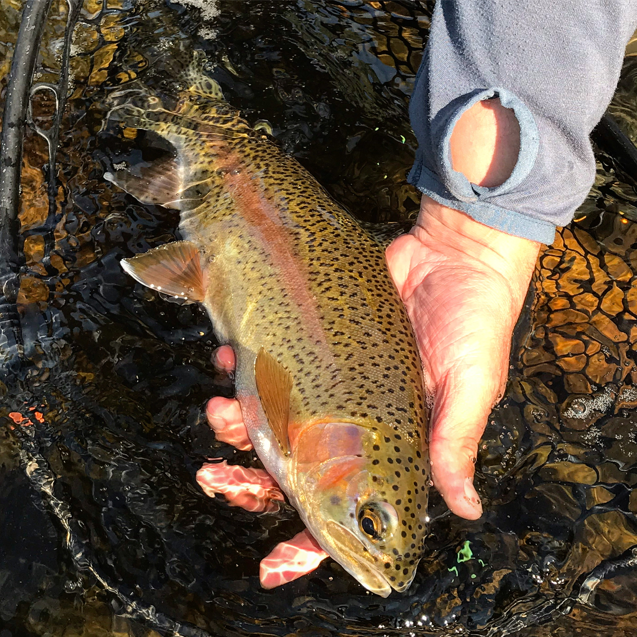 10 considerations for protecting trout during a drought phase ...